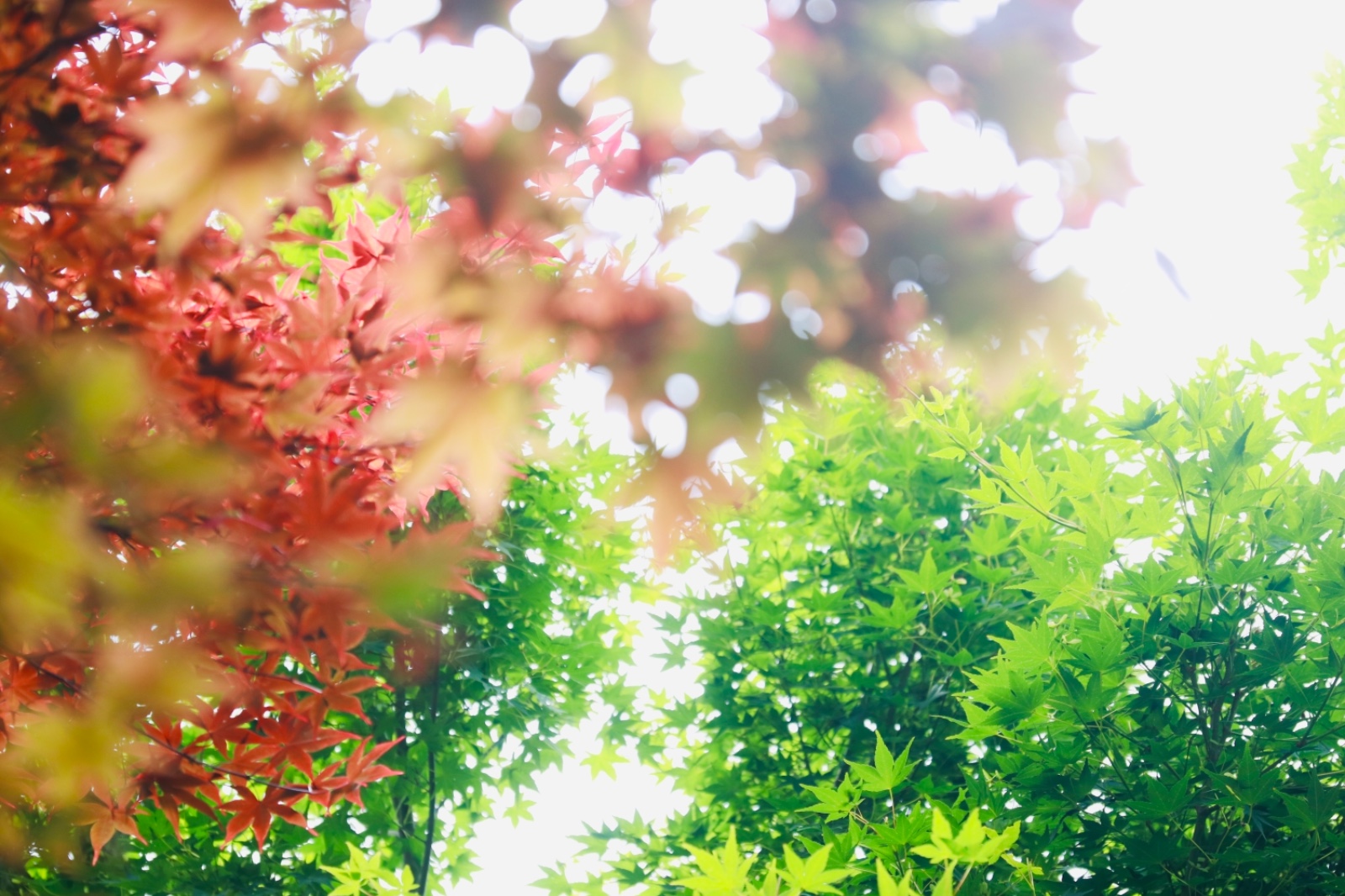 見上げる風景 - @moon_freak / かしゃっと。