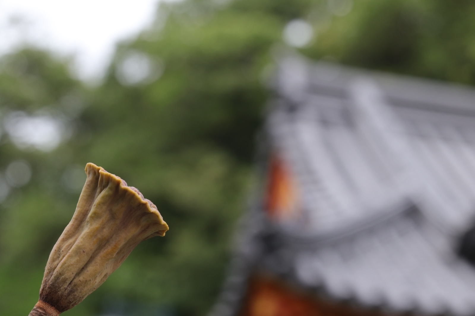 時を重ねる美 - @moon_freak / かしゃっと。