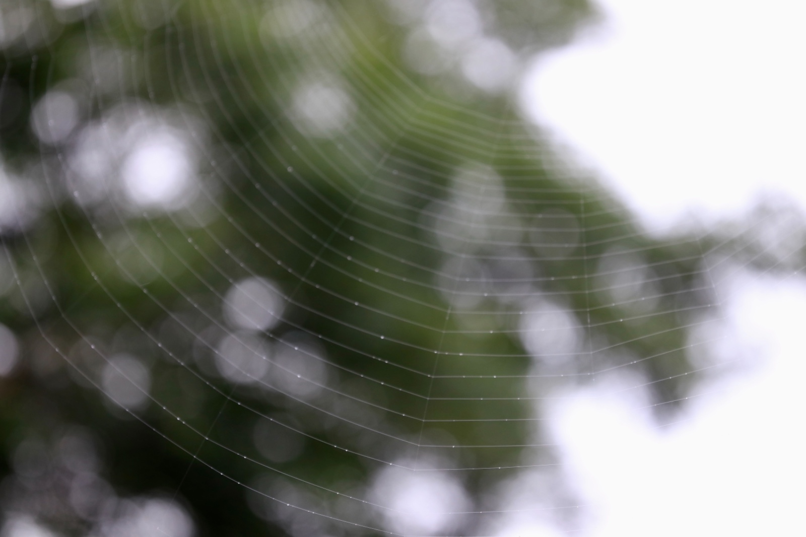 ライブショー見ちゃった - @moon_freak / かしゃっと。